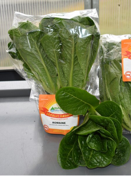 Wellspring Harvest / Lettuce, Romaine / Case, 12 retail heads